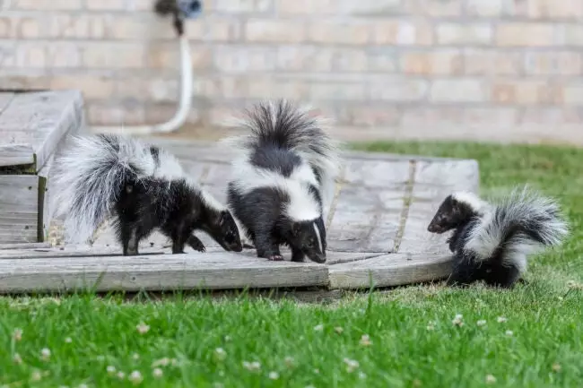 Paano Mapupuksa ang Skunk Smell