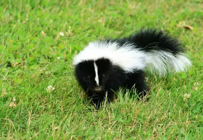 Kako se riješiti mirisa tvora - Skunk