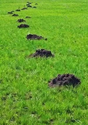 Carane njaluk nyisihaken saka Moles - Mounds