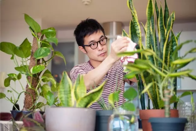 3 добри причини да ги исчистите вашите домашни растенија - и како да го направите тоа 5578_2