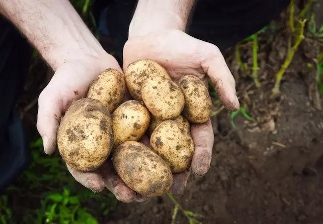 Unsaon Pagtanom og Patatas