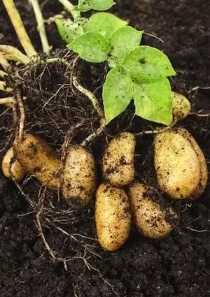 Hoe ierappels te groeien - Detailplant