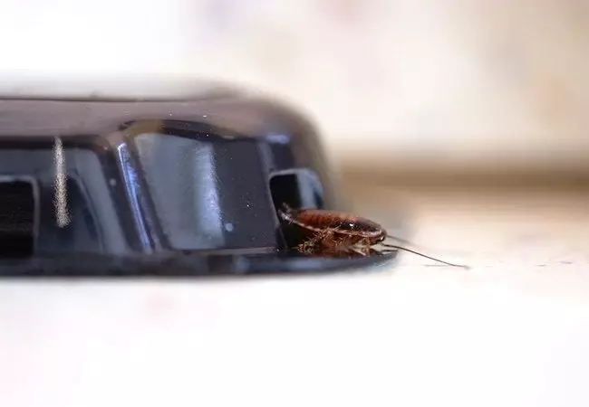 Bawo ni Lati Yọ Cockroaches