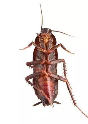 Bi o ṣe le yọ awọn Cockroaches kuro - Apejuwe