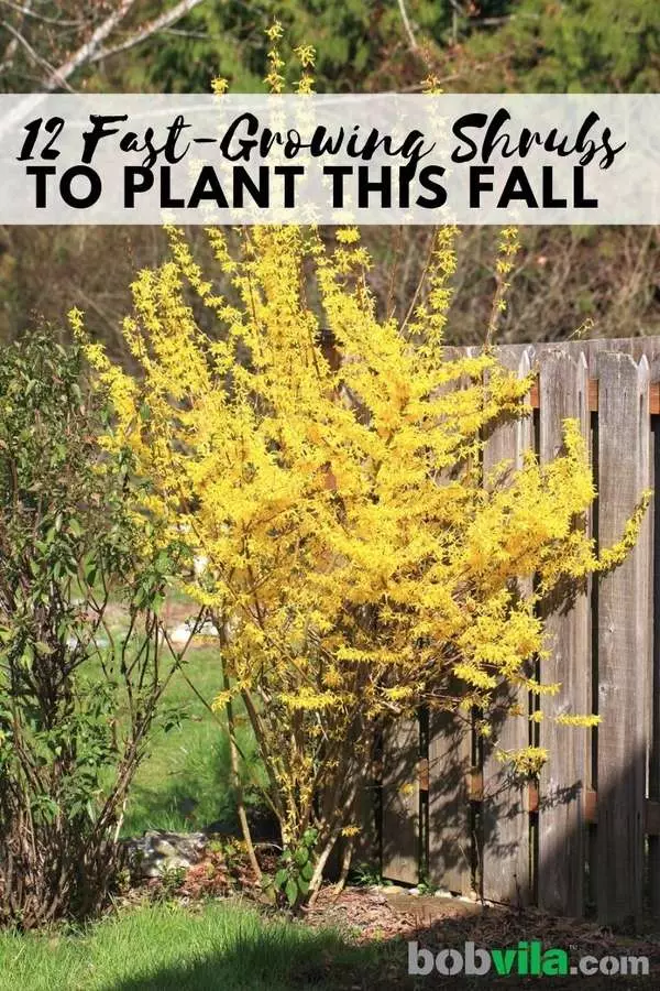 cây bụi tốt nhất cho mùa thu