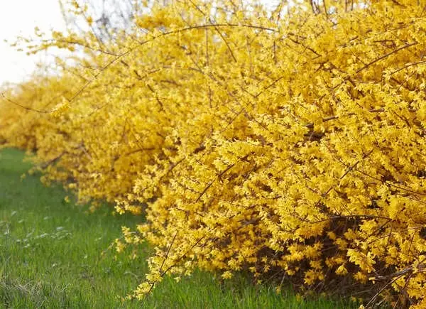 Forsythia