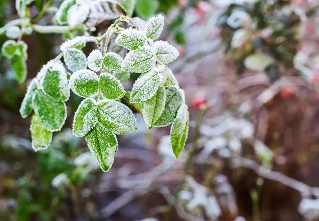 霜から植物を保護する方法