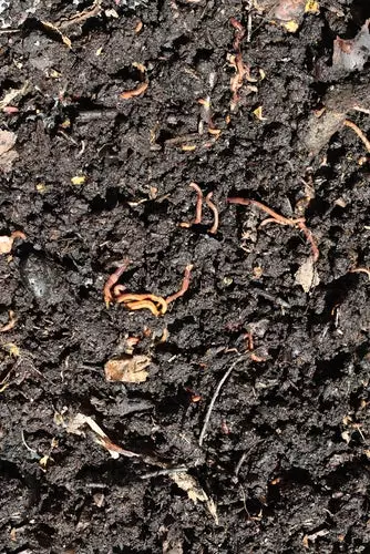 Vermikultur - Kompost