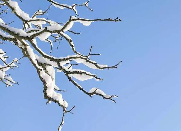 Entretien des branches d'arbres en hiver