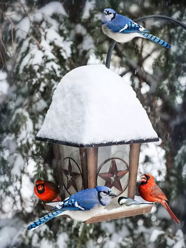 зимнее наблюдение за птицами