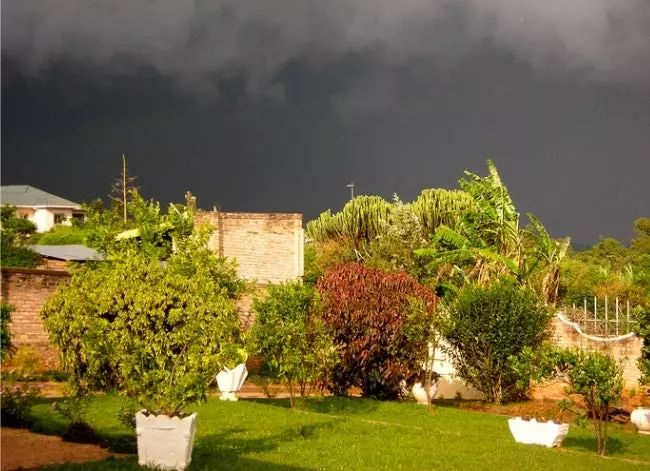 9 façons de protéger vos plantes d'extérieur pendant les tempêtes