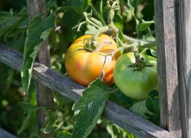 9 façons de protéger vos plantes d'extérieur pendant les tempêtes 588_4