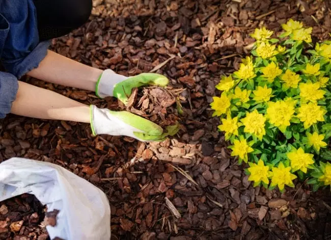 9 façons de protéger vos plantes d'extérieur pendant les tempêtes 588_5