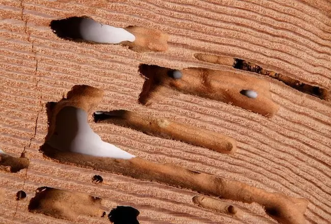 Termite Control