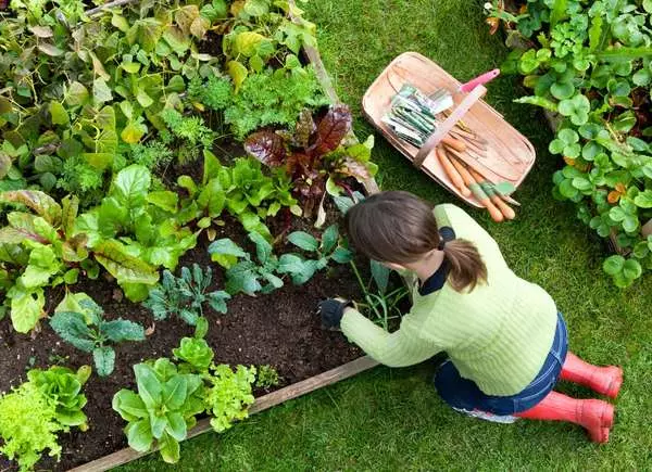 Maximalizujte efektivitu zahradničení