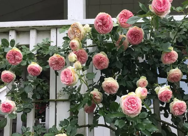 ایڈن کوہ پیما بہترین چڑھنے والے گلاب