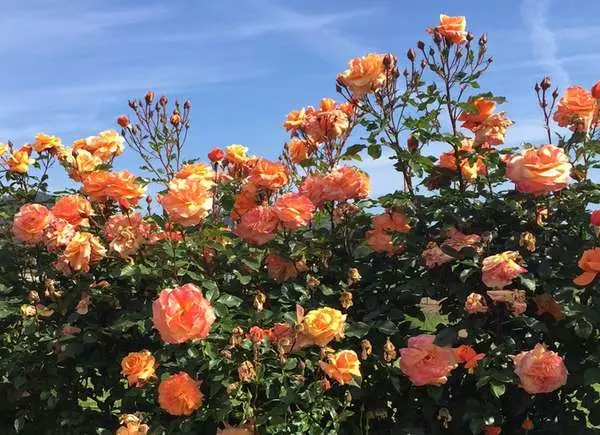 橘色天空最好的攀爬玫瑰
