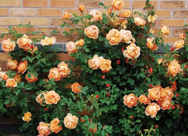lady of shallot best climbing roses