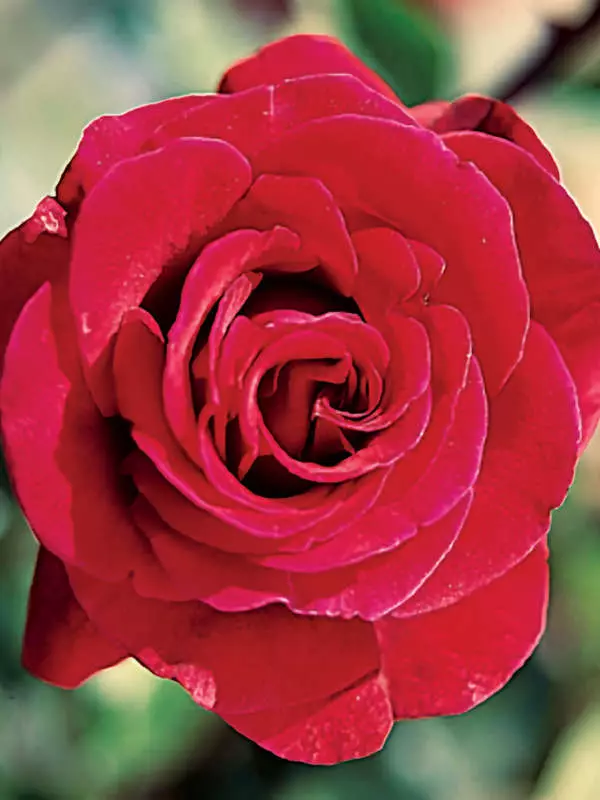 Ντον Ζουάν τα καλύτερα τριαντάφυλλα αναρρίχησης