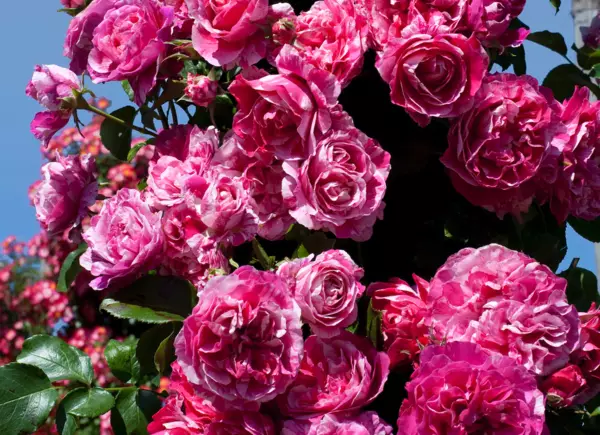 Raspberry Cream Twirl pinakamahusay na pag-akyat ng mga rosas