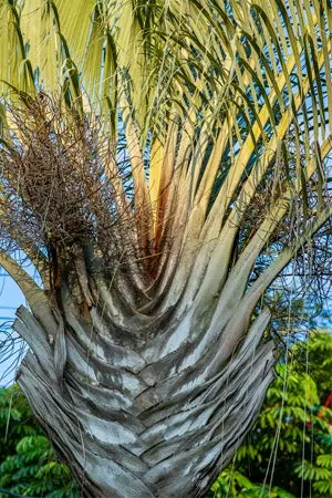 Mathau o Goed Palmwydd: Palmwydd Triongl (Dypsis decaryi)