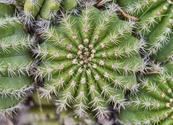 Kaktusu augu veidi, ko varat audzēt mājās