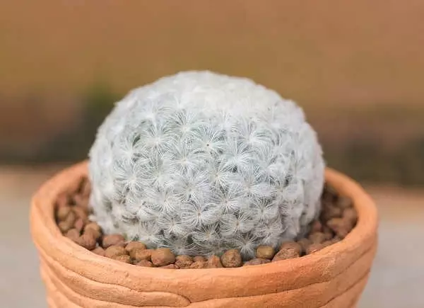 Kaktus z peria