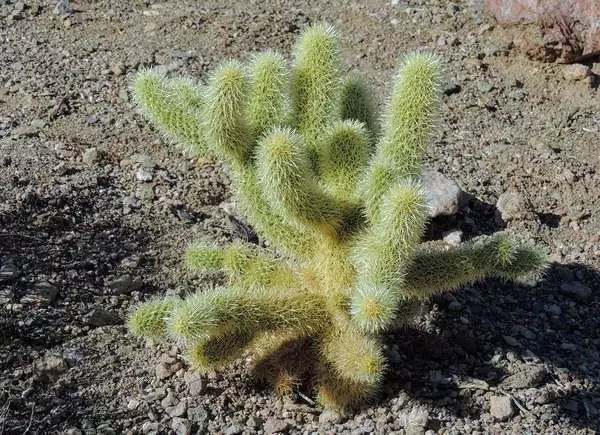 Kaktus, ki skače