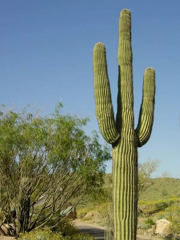 Saguaro kaktuss