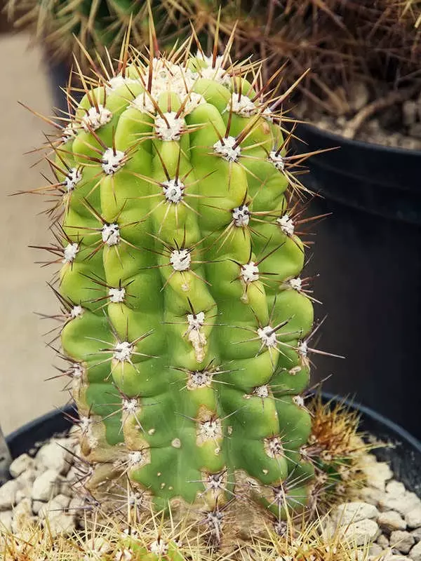 San-Pedro kaktus