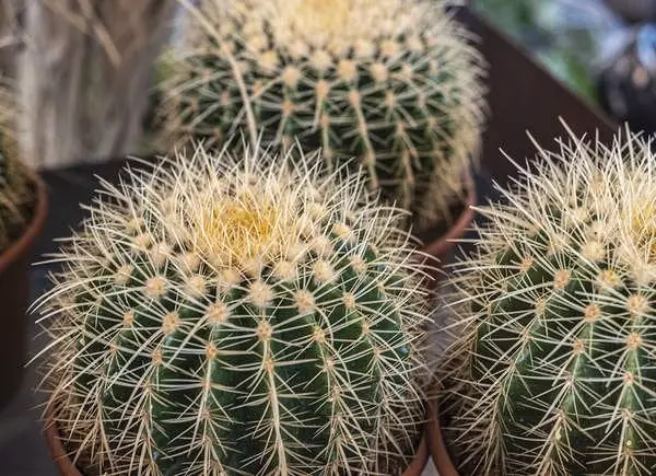 Barrel kaktus