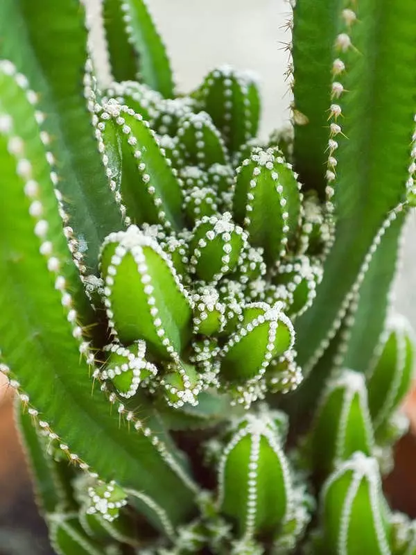 Fee Schlass Cactus