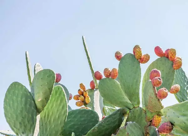 Tikanli nok kaktus