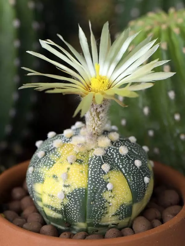 Zvaigžņu kaktuss