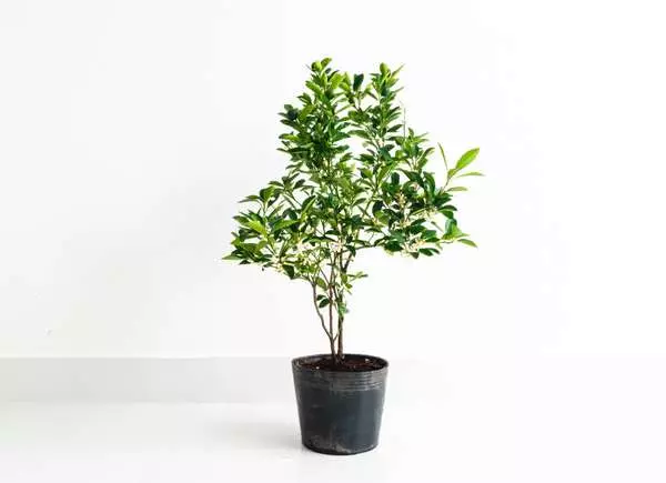 Limetka (Citrus aurantiifolia, australasica a hystrix)