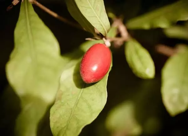 Isimangaliso Berry (Synsepalum dulcificum)