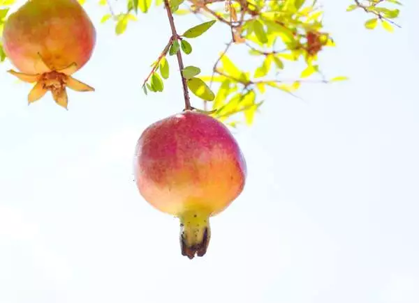 Trpasličí granátové jablko (Punica granatum ‚Nana‘)