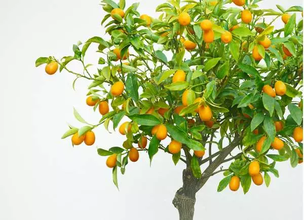 Kumquat (Fortunella spp.)
