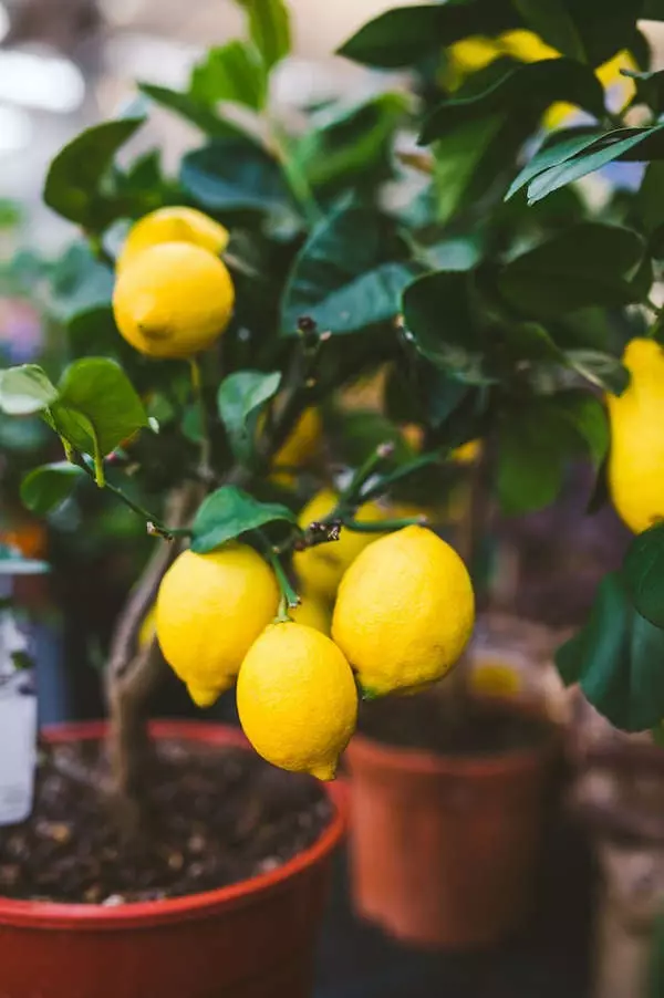 Ndimu (Citrus limon)