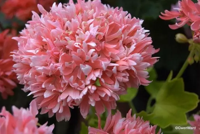 Pagpili ng mga Geranium - Rushmoor Golden Ruffles