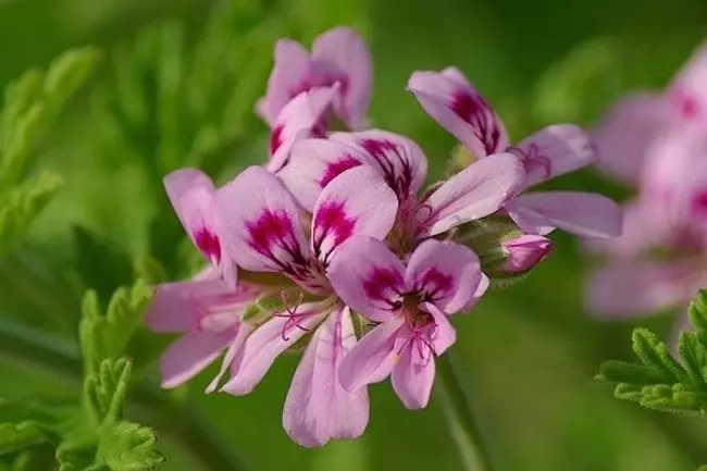 Pagpili ng Geranium - Mabangong Dahon