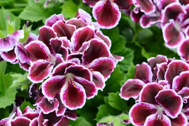 Velge pelargonier - Martha Washington