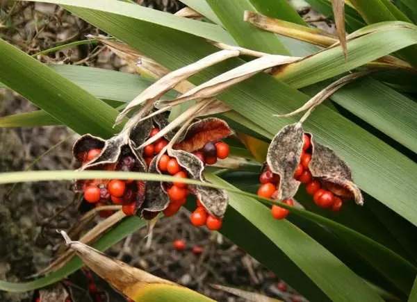 NÃO morra se as plantas produzirem vagens de sementes bonitas.