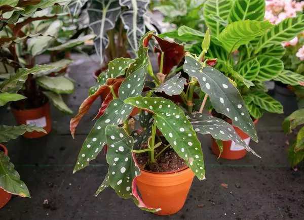 Begonia malajr propagate