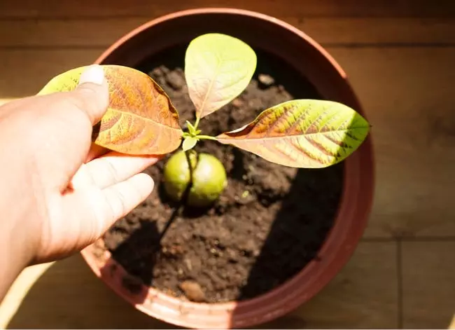 нега биљака авокада