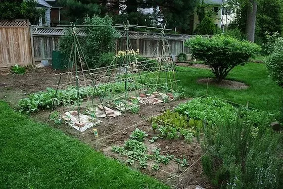 Veteményes kert telepítése – Elrendezés