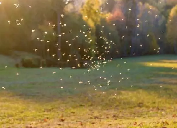 enjambre de mosquitos