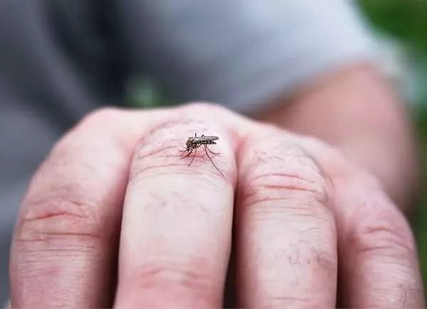 picaduras de mosquitos