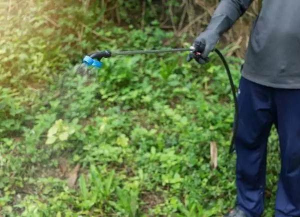 pulverização de mosquitos de quintal