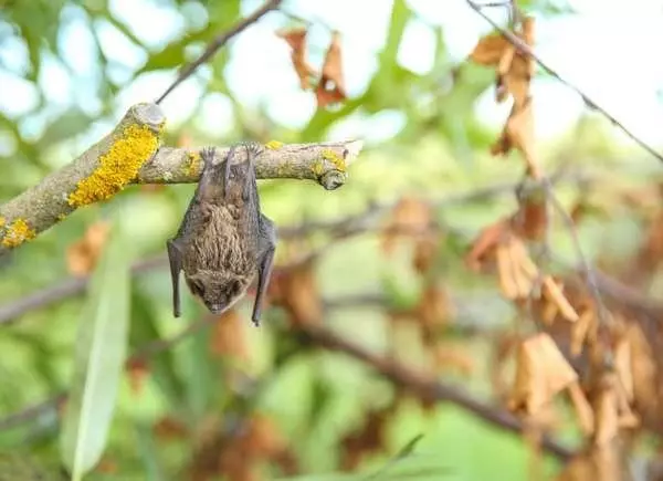 murciélagos mosquitos